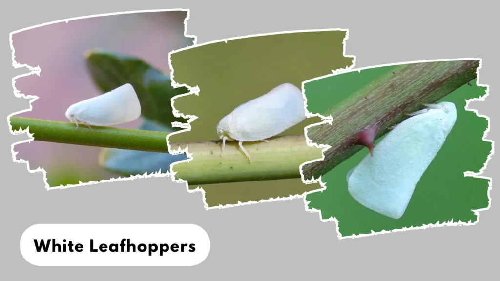 22 Types of Tiny White Insects (With Identification Guide)