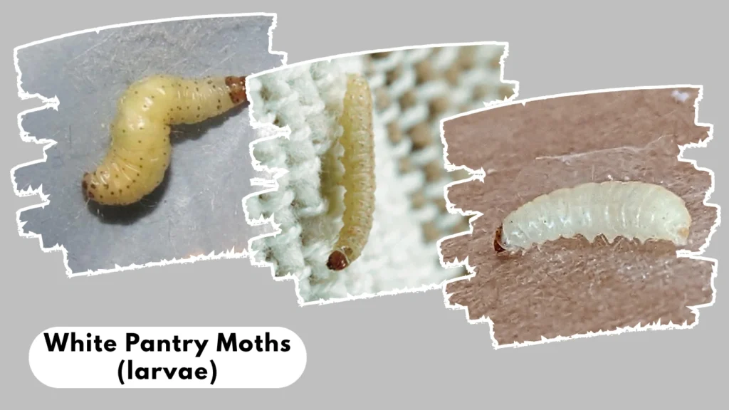 22 Types of Tiny White Insects (With Identification Guide)