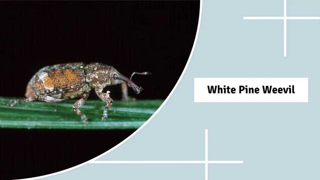 26 Common Types of Weevils: Identification with Pictures
