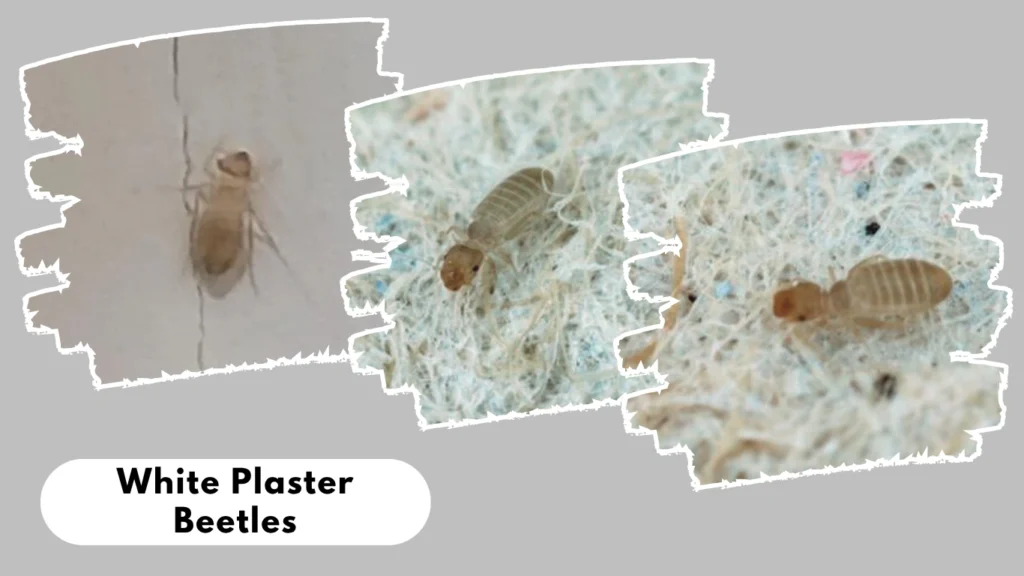 22 Types of Tiny White Insects (With Identification Guide)