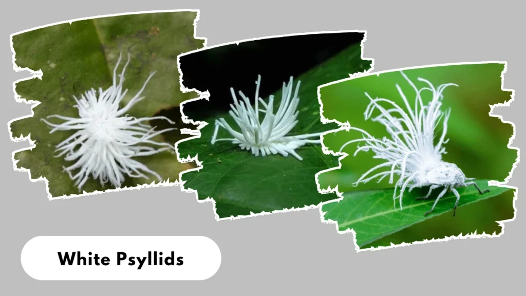22 Types of Tiny White Insects (With Identification Guide)
