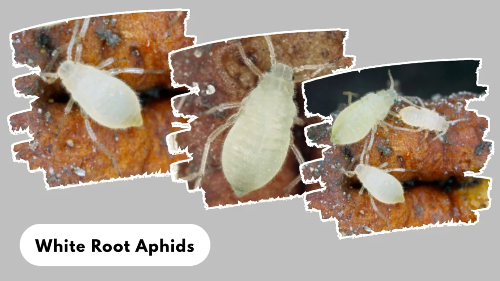 22 Types of Tiny White Insects (With Identification Guide)