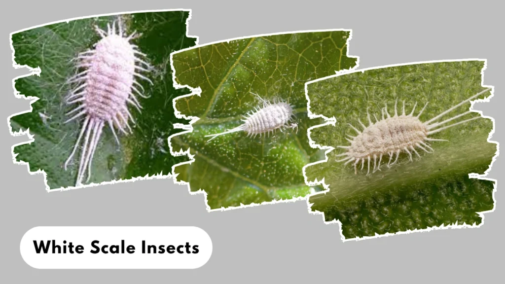 22 Types of Tiny White Insects (With Identification Guide)