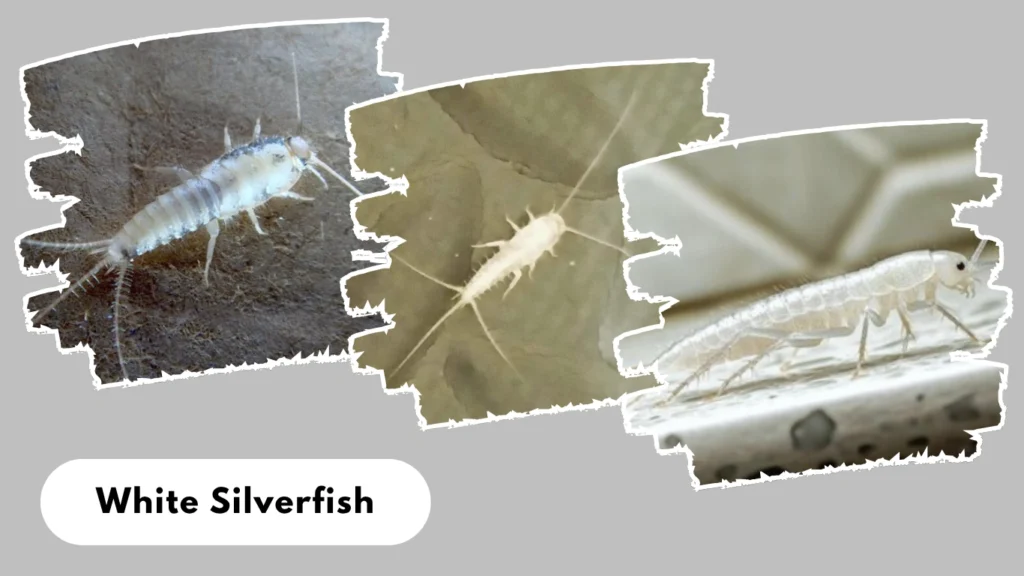 22 Types of Tiny White Insects (With Identification Guide)