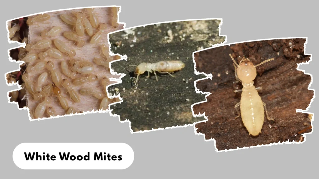 22 Types of Tiny White Insects (With Identification Guide)