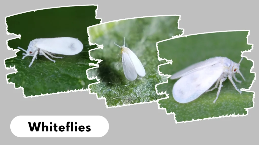 22 Types of Tiny White Insects (With Identification Guide)
