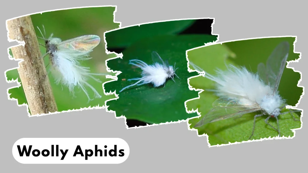 22 Types of Tiny White Insects (With Identification Guide)