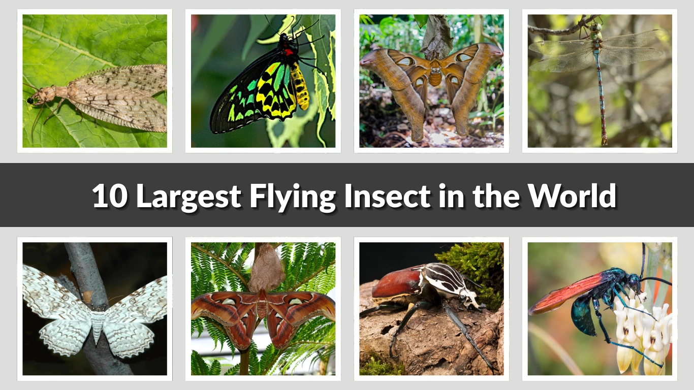 10 Largest Flying Insect in the World: Identification with Pictures