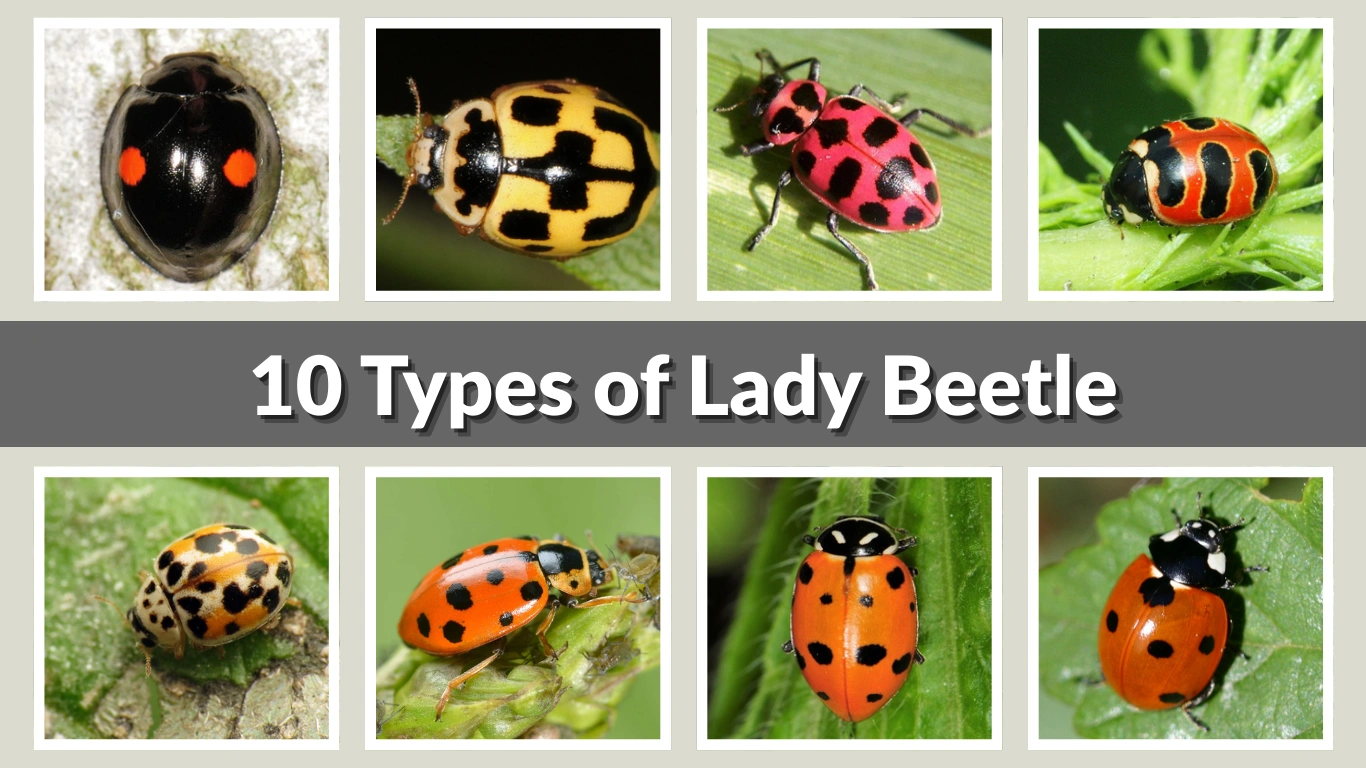 10 Types of Lady Beetle: Identification With Pictures