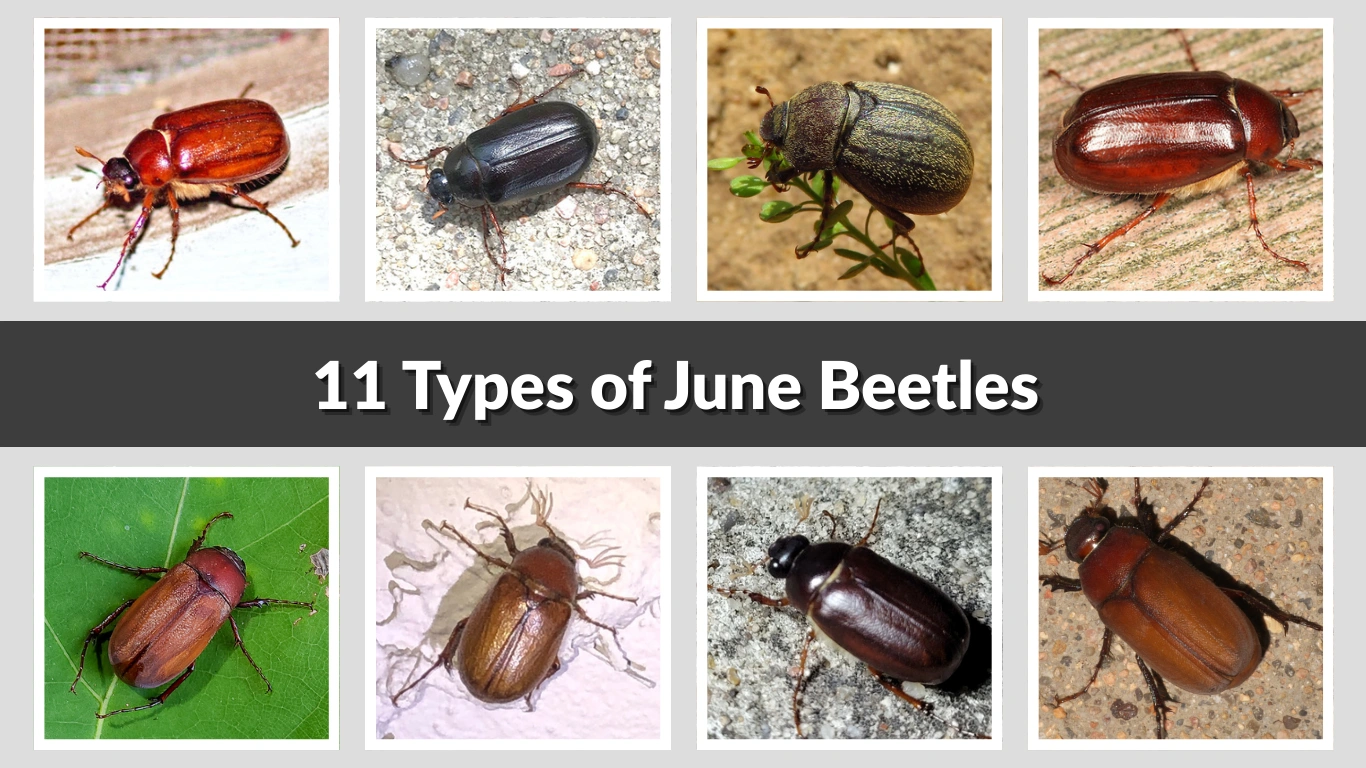 11 Types of June Beetles: Identification with Pictures
