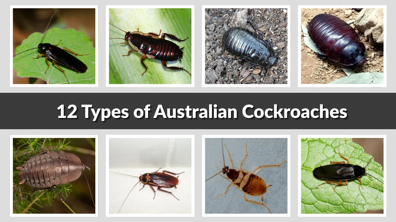 12 Types of Australian Cockroaches: Identification with Pictures