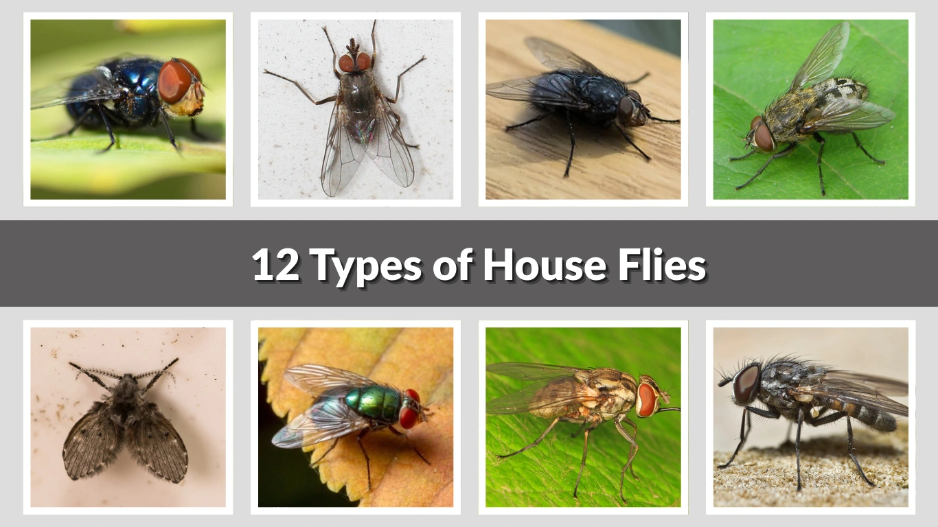 12 Types of House Flies: Identification With Pictures