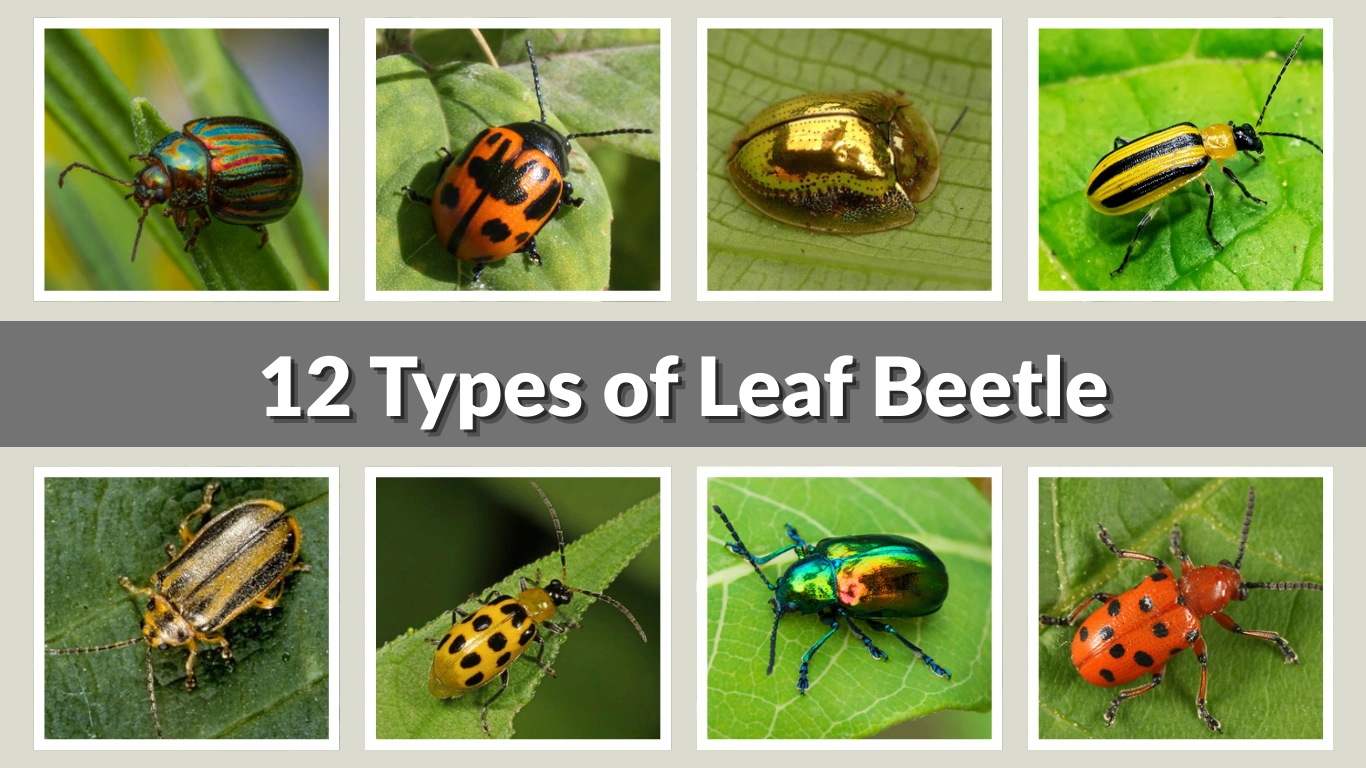 12 Types of Leaf Beetle: Identification with Pictures