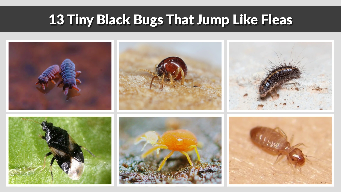 13 Tiny Black Bugs That Jump Like Fleas (ID with Pictures)