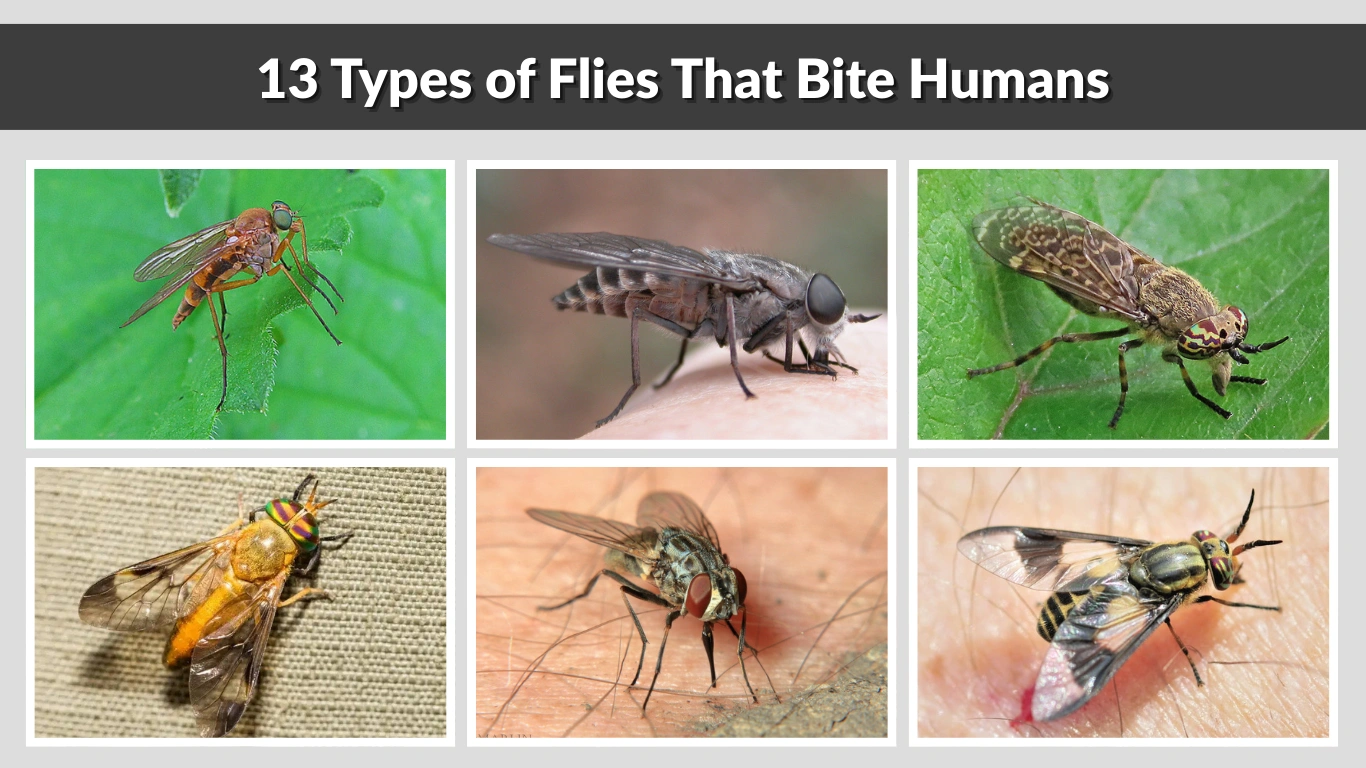 13 Types of Flies That Bite Humans (With Identification and Risks)