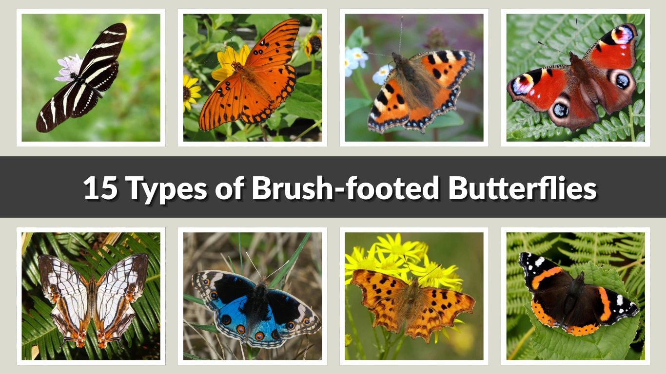 Butterfly - All Insects