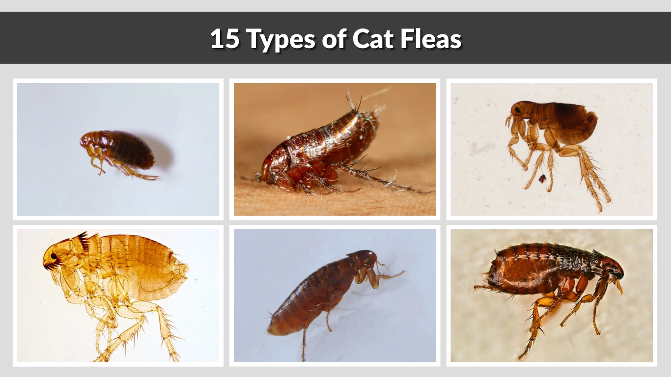 15 Types of Cat Fleas: Identification with Pictures