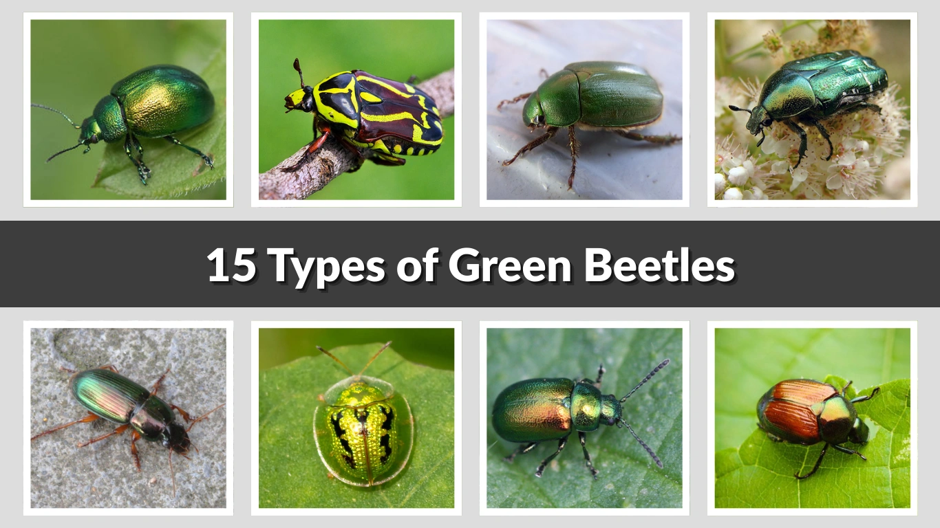 9 Common Carpet Bugs: Identification With Pictures