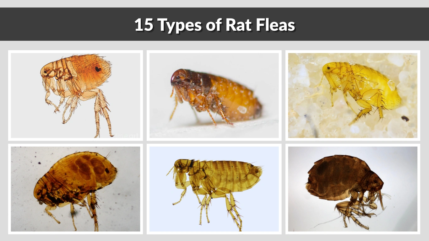 15 Types of Rat Fleas: Identification With Pictures