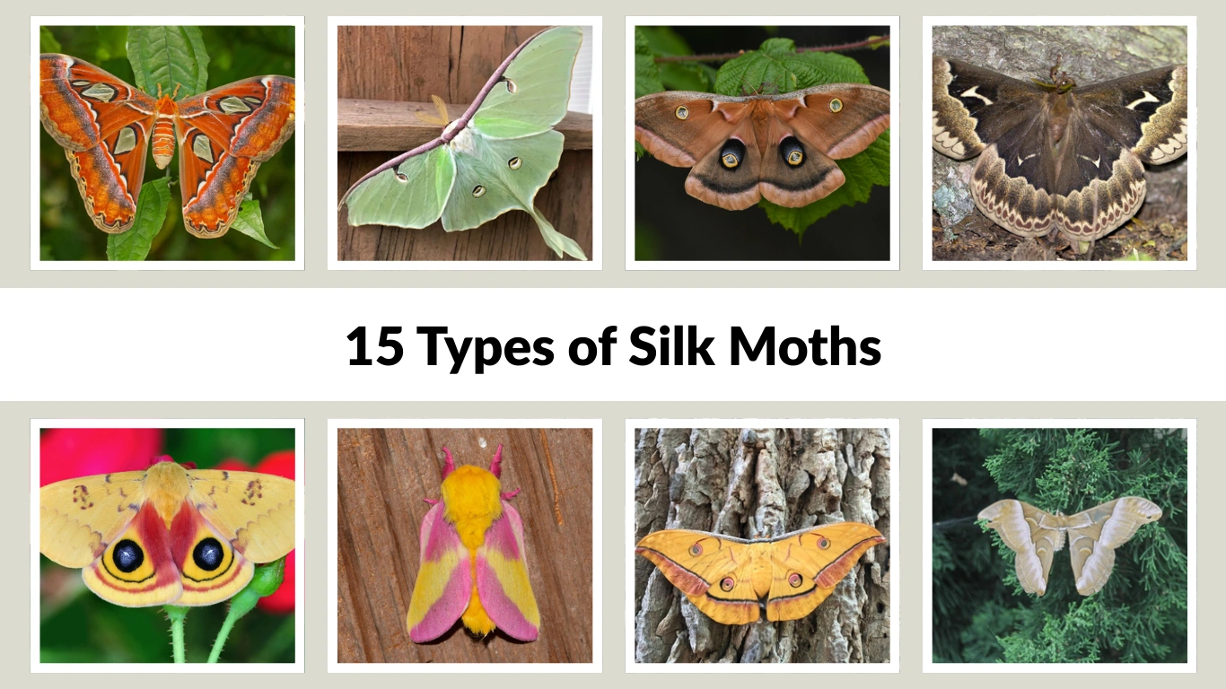 15 Types of Silk Moths: Identification With Pictures