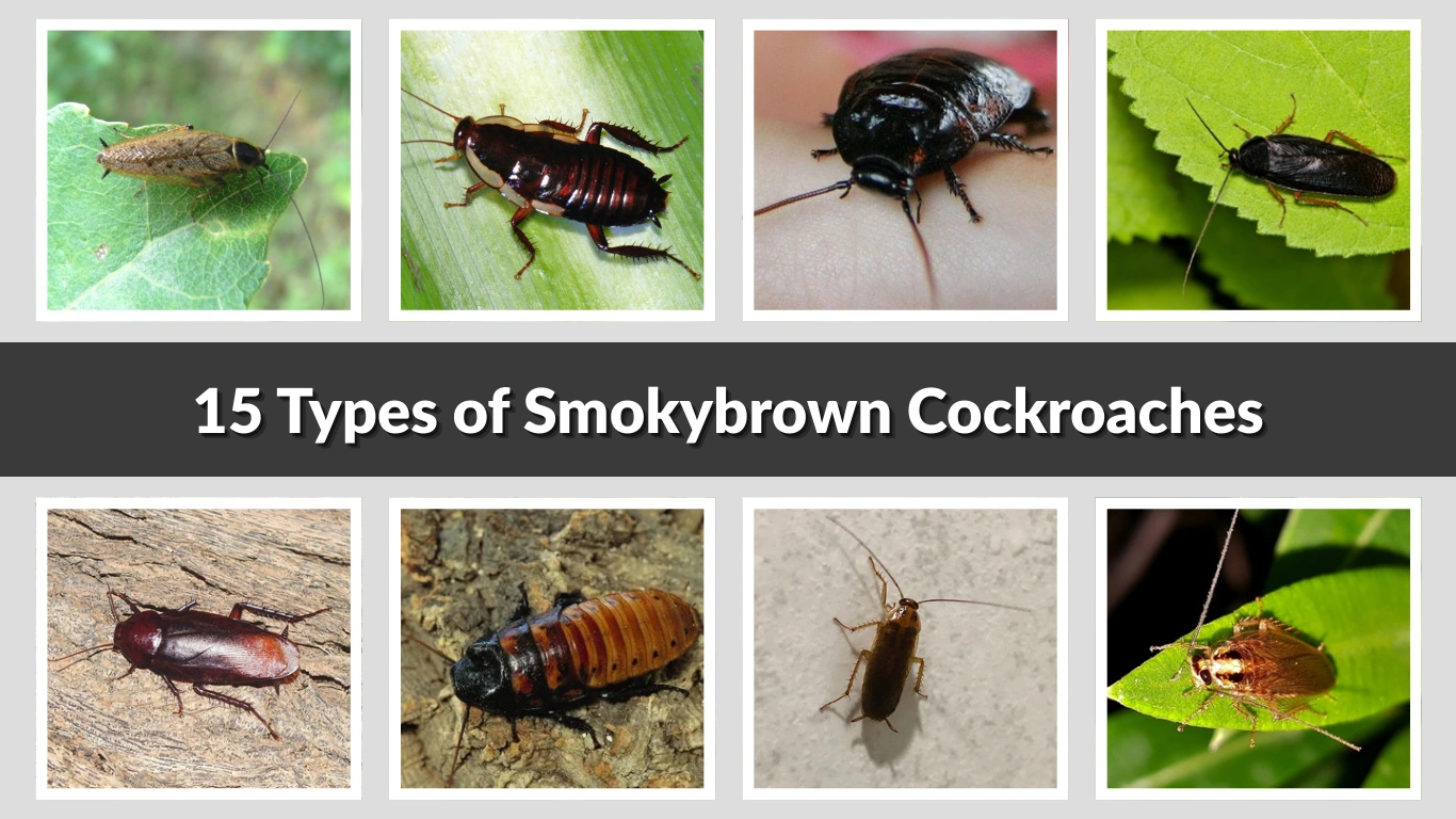 15 Types of Smokybrown Cockroaches: Identification with Pictures