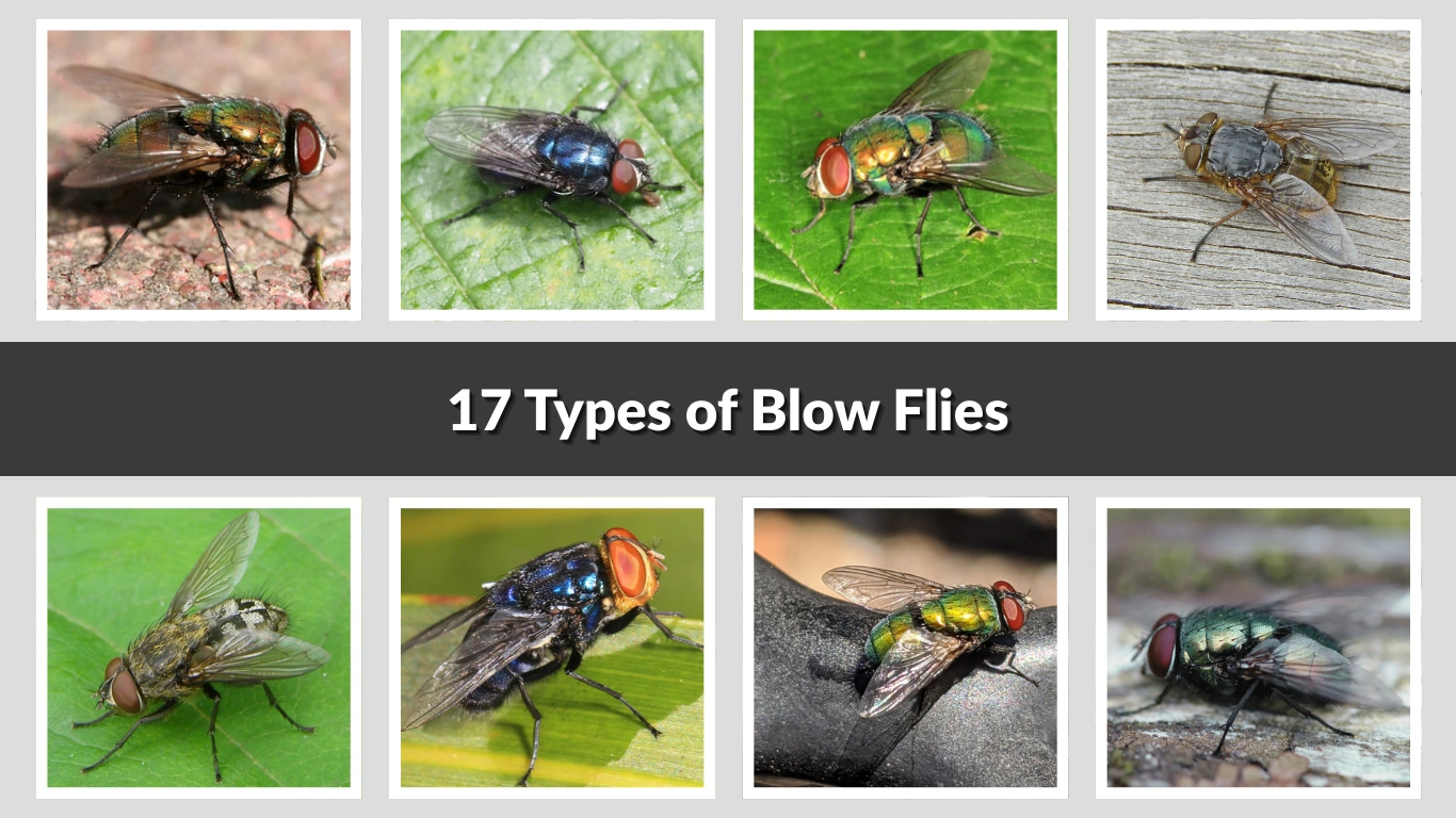 17 Types of Blow Flies: Identification with Pictures