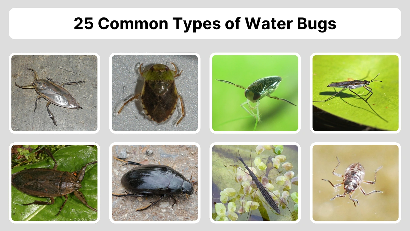 25 Common Types Of Water Bugs Identification With Pictures 25 Common Types Of Water Bugs Identification With Pictures