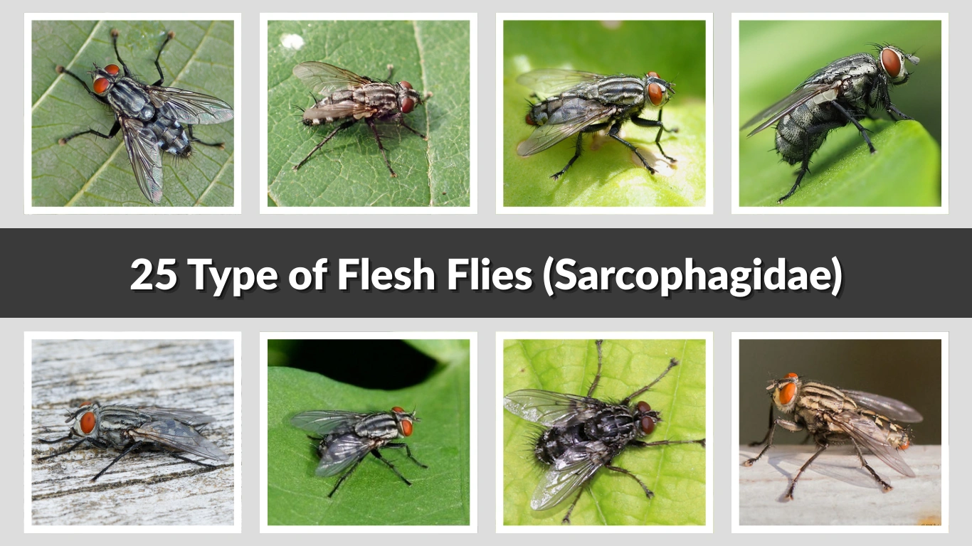 25 Type of Flesh Flies (Sarcophagidae): Species identification