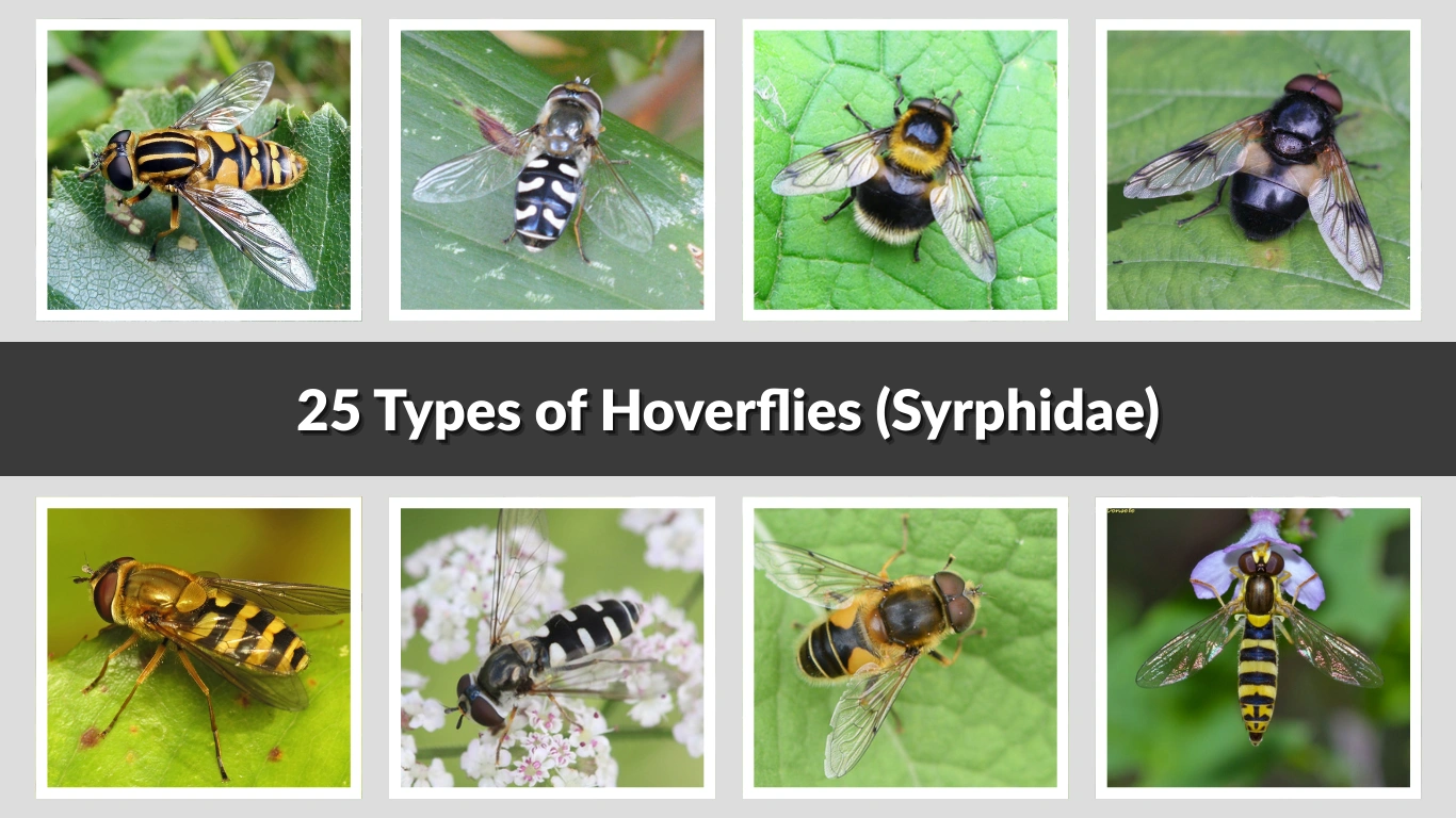25 Types of Hoverflies (Syrphidae): Species identification