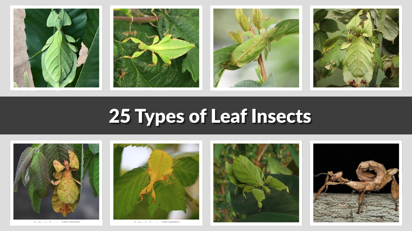 25 Types of Leaf Insects: Identification with Pictures
