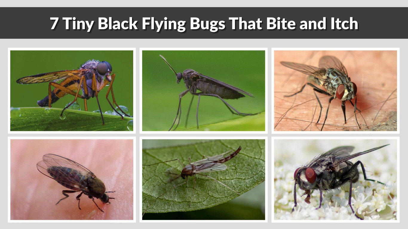 7 Tiny Black Flying Bugs That Bite and Itch (With Pictures)