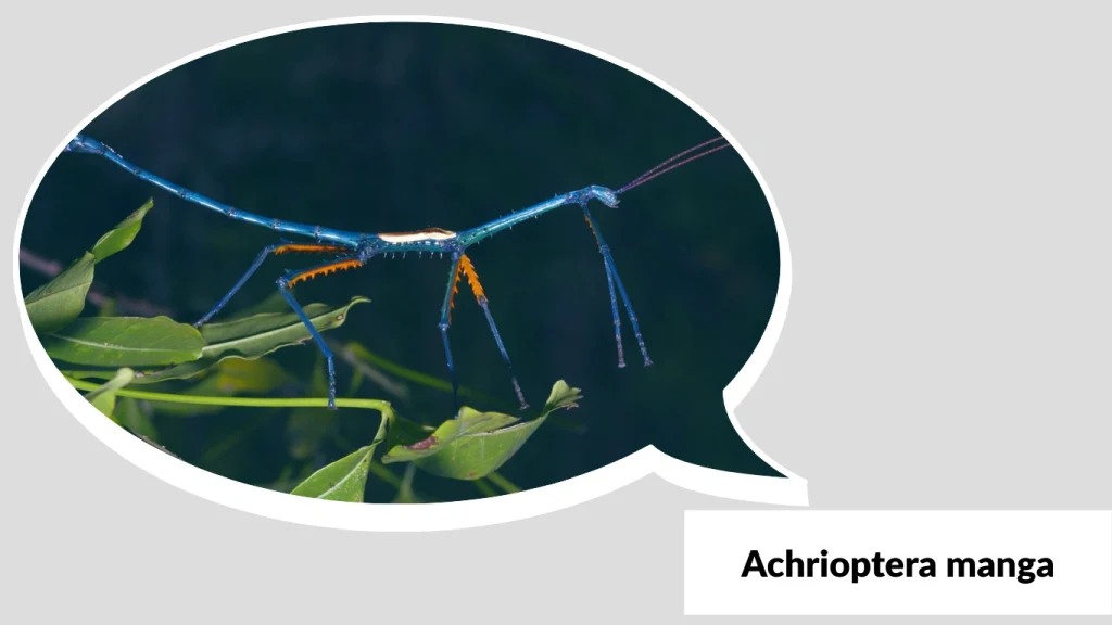 15 Types of Giant Stick Insects: Identification with Pictures