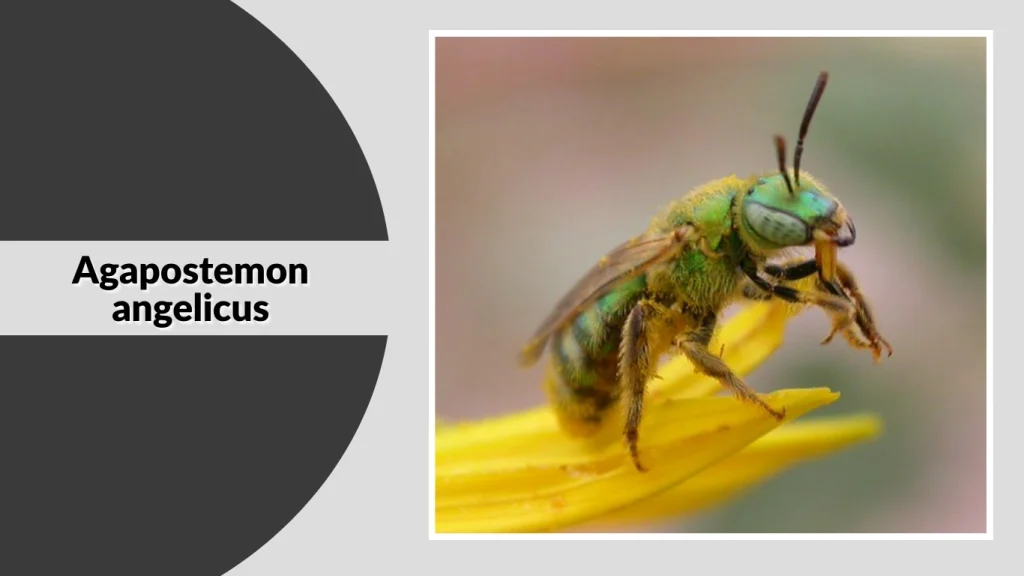27 Types of Sweat Bees (Halictidae): Identification with Pictures