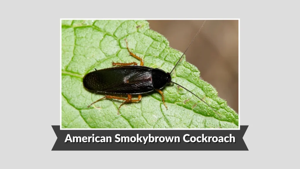 15 Types of Smokybrown Cockroaches: Identification with Pictures