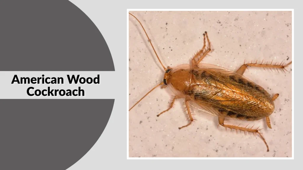 12 Types of Wood Cockroach: Identification With Pictures