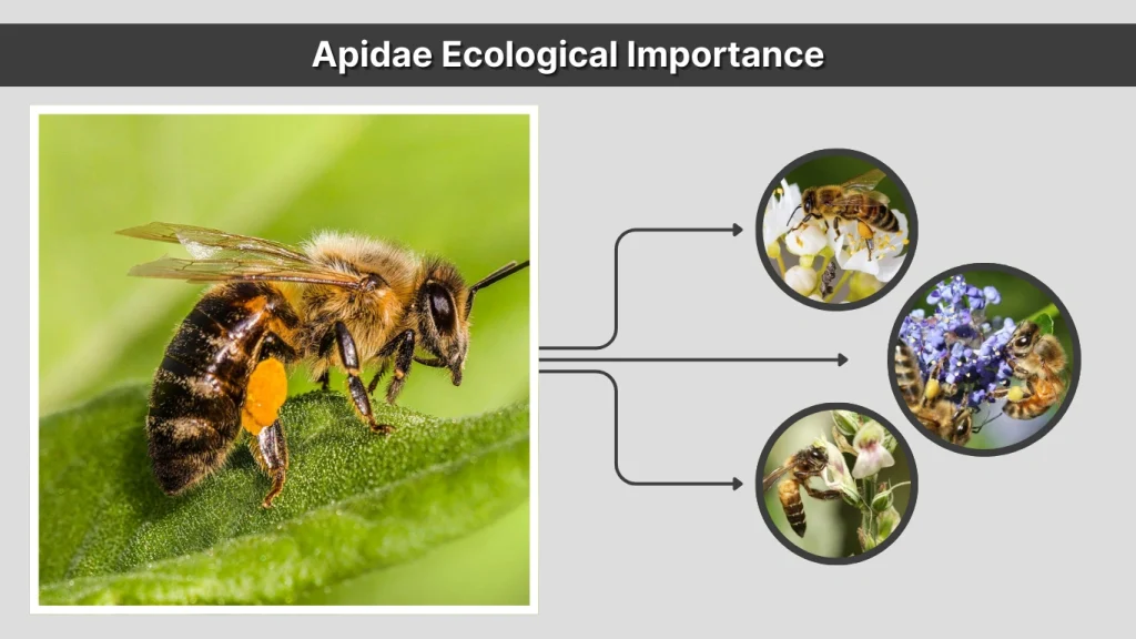 Apidae | Facts, Types, Behavior, Importance, and More