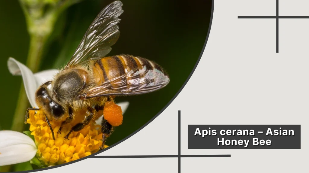 14 Types of Honey Bees: Identification with Species and Roles