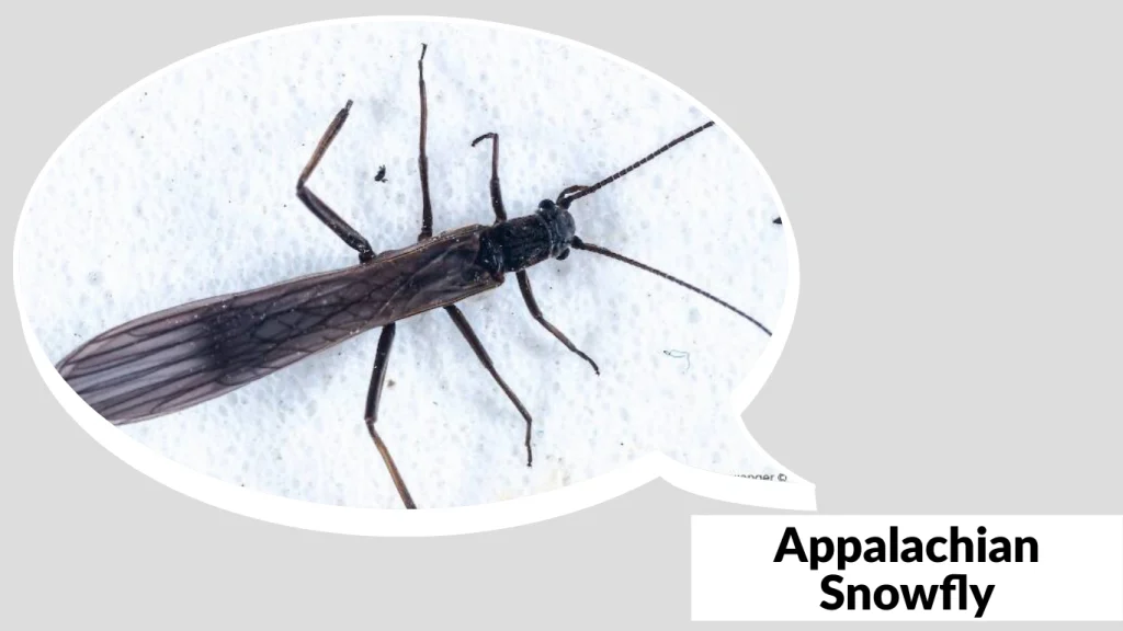 13 Types of Snowflies: Identification with Pictures