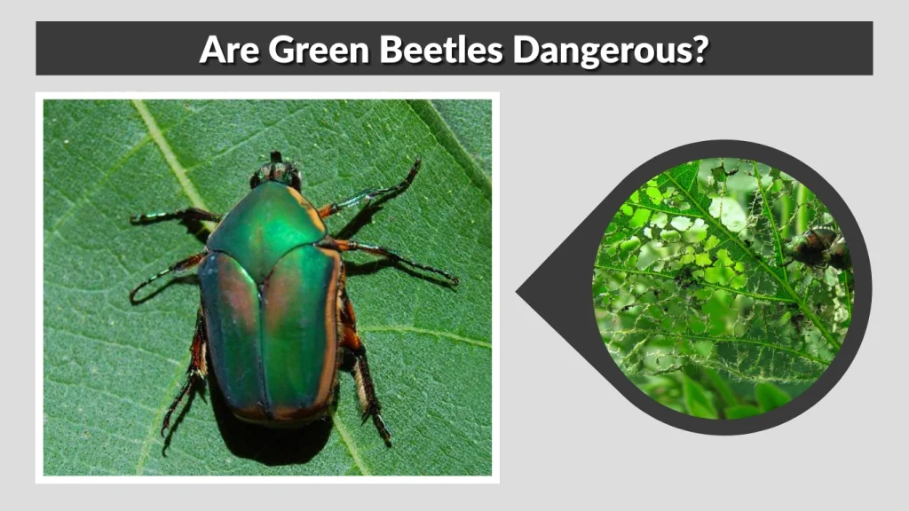 Green Beetles: Types, Behavior, and Importance
