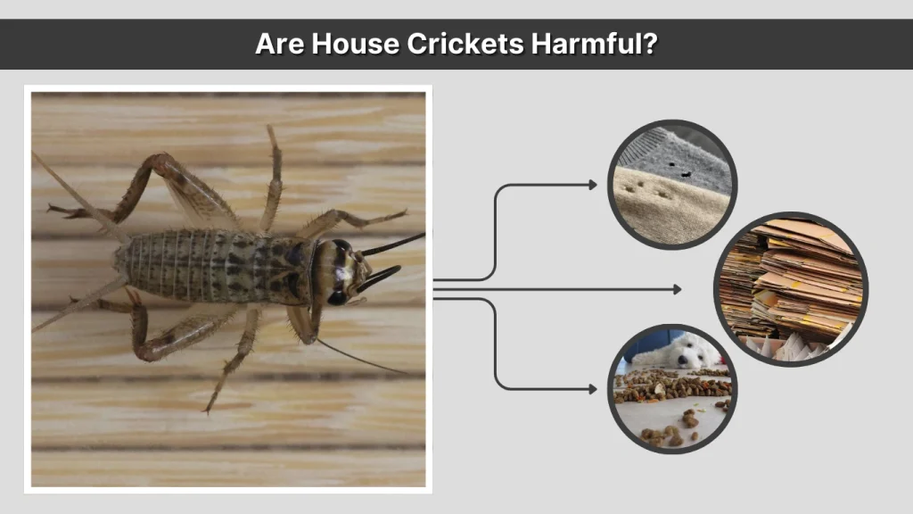House Cricket: Identification, Bite, Sound, Diet, and More