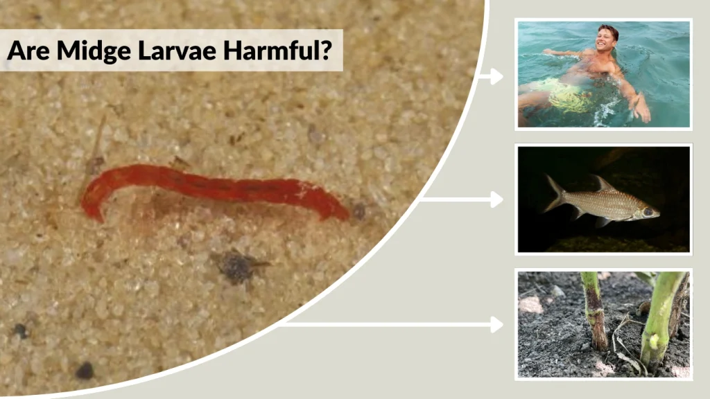 Midge Larvae: Identification, Life Cycle, Habitat & Control