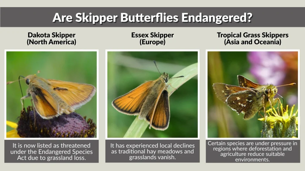 Are Skipper Butterflies Endangered Species? A Complete Guide