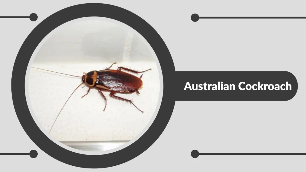 12 Types of Australian Cockroaches: Identification with Pictures