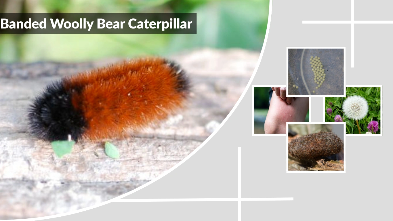 Banded Woolly Bear Caterpillar: Identification, Life Cycle