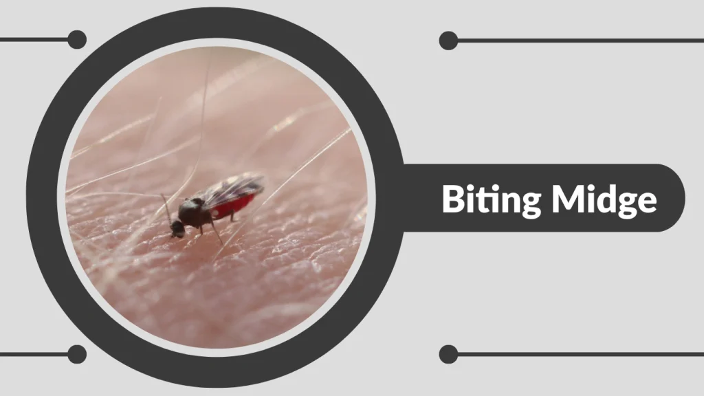 13 Types of Flies That Bite Humans (With Identification and Risks)