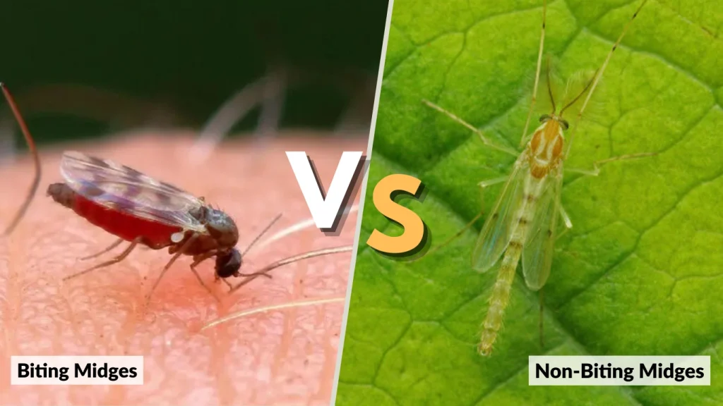 Biting Midges: Identification, Bites, Treatment, and Control