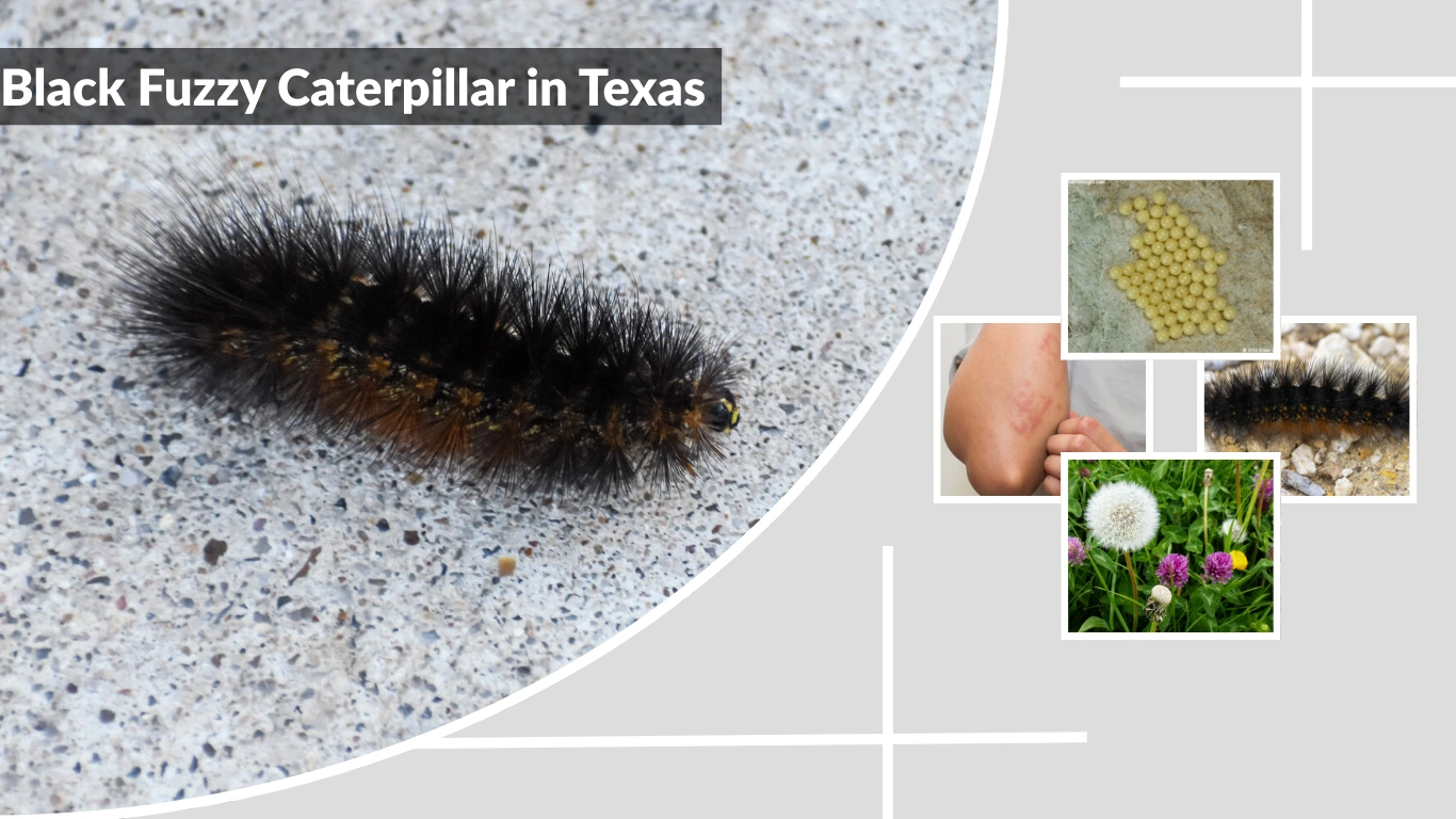 Black Fuzzy Caterpillar in Texas: Identification, Life Cycle & Facts