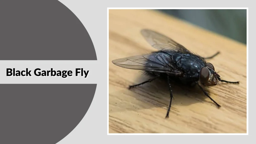 12 Types of House Flies: Identification With Pictures
