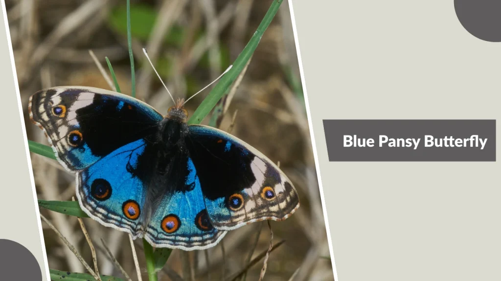 15 Types of Brush-footed Butterflies (Nymphalidae): Identification by ...