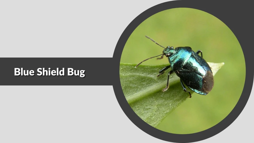 27 Types of Shield Bugs: Identification with Pictures